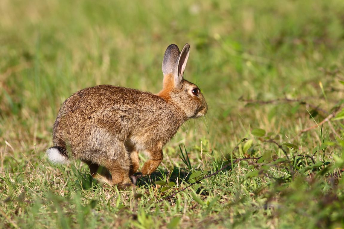 Wildlife, Animals and Birds Near Calabasas - ABC Moving Systems
