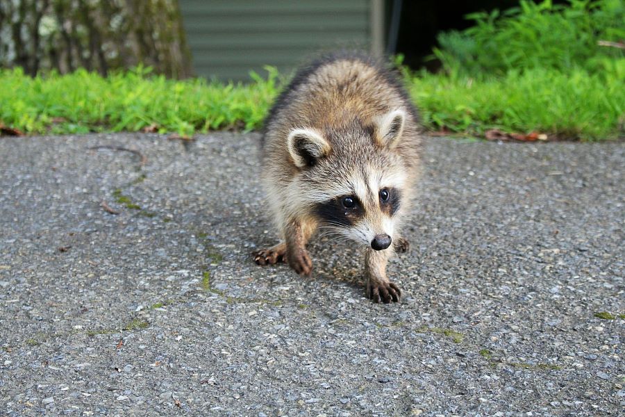 Wildlife, Animals and Birds Near Calabasas - ABC Moving Systems